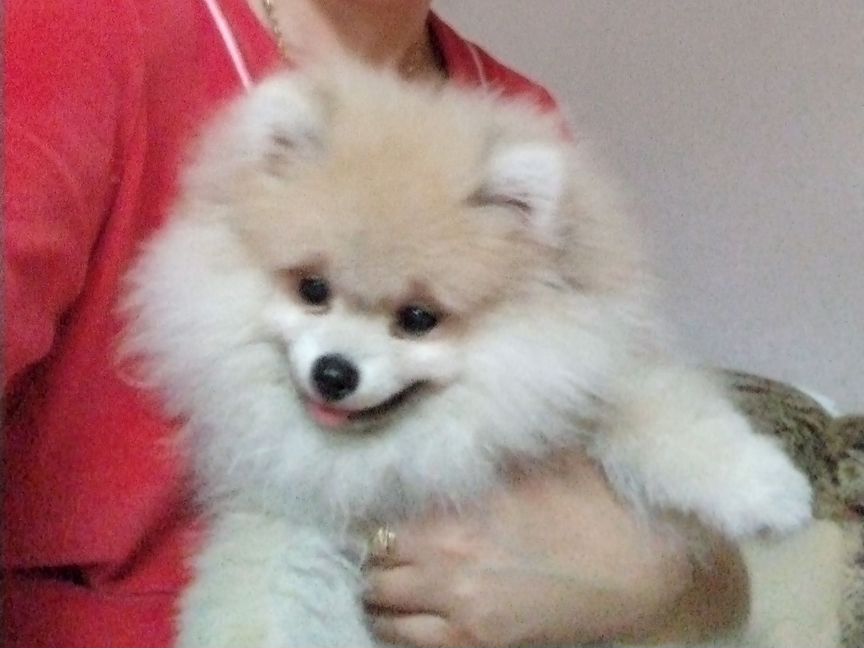 Щенки померанского шпица