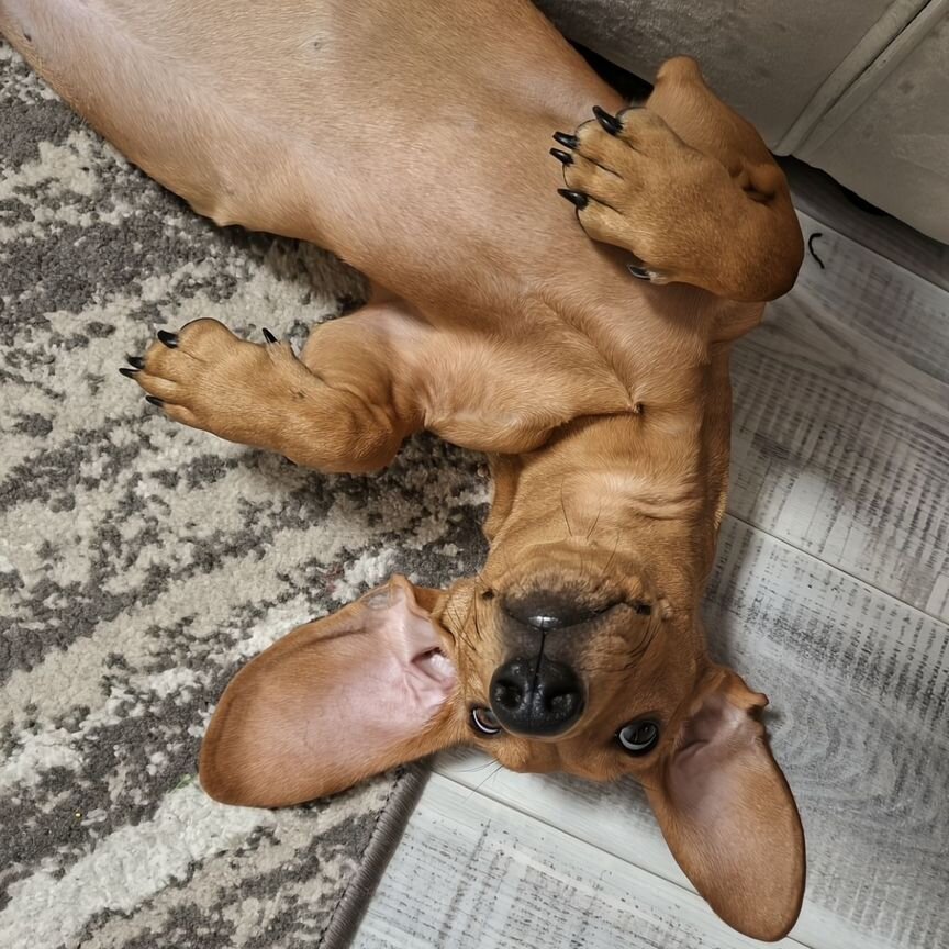 Такса, щенок