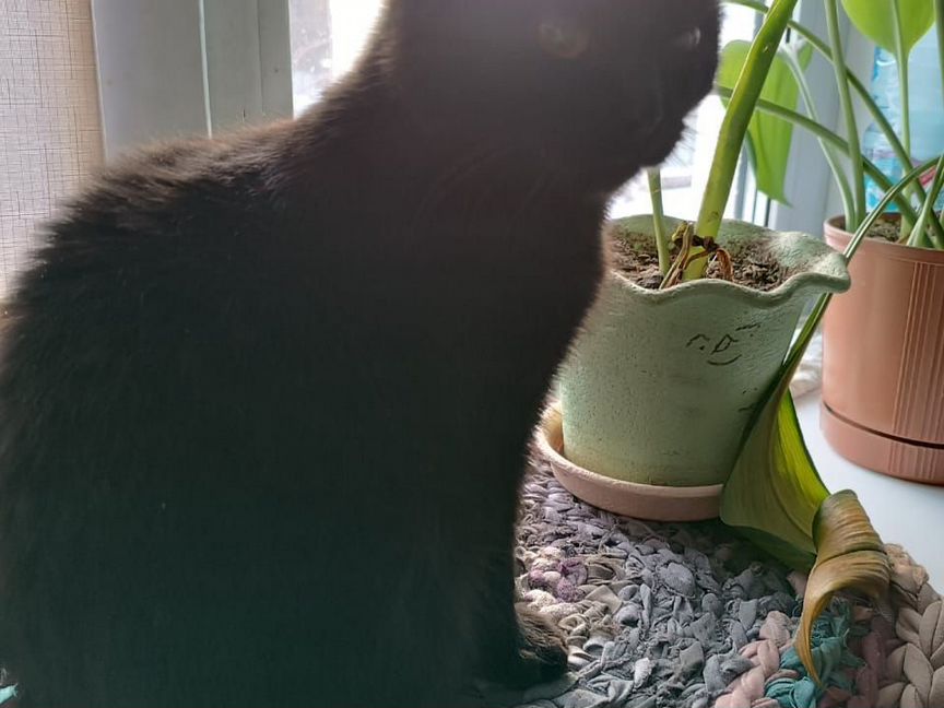 Котенок в добрые руки бесплатно мальчик