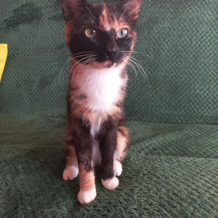 Кошечка