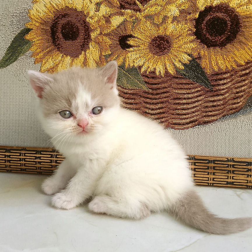 Кошка крошка
