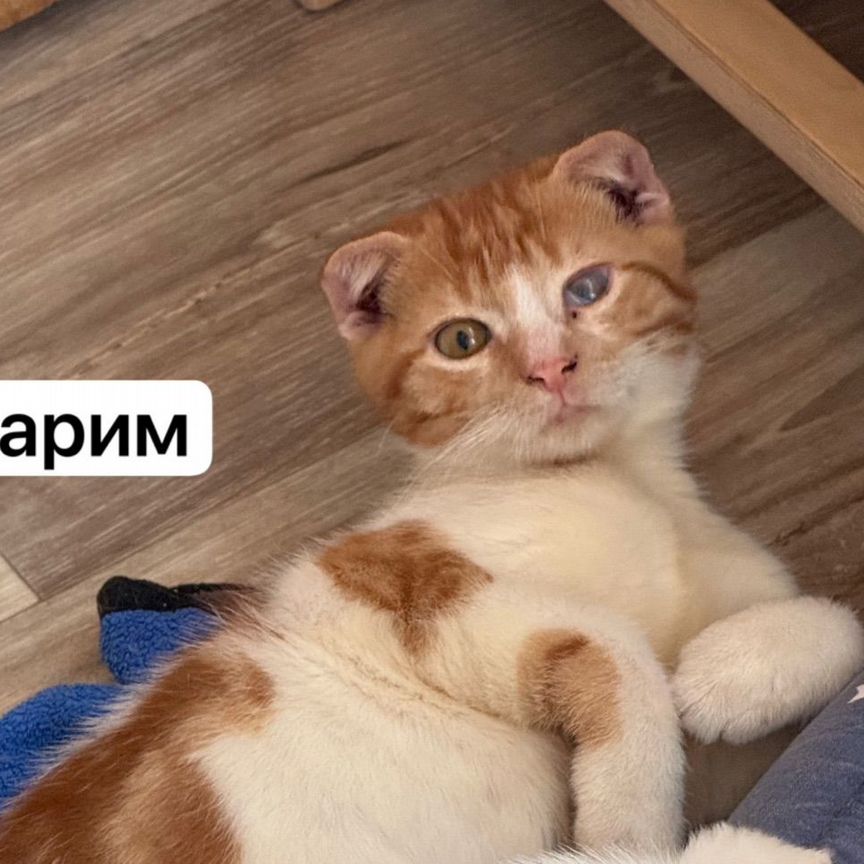 Шотландский вислоухий короткошёрстный котёнок