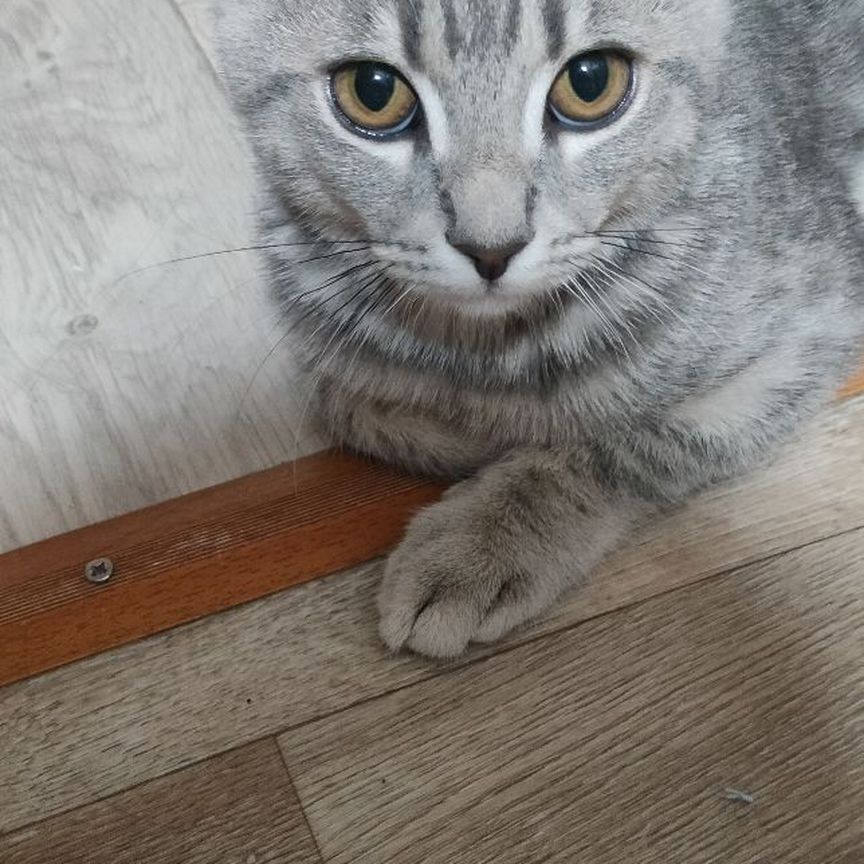 Кот
