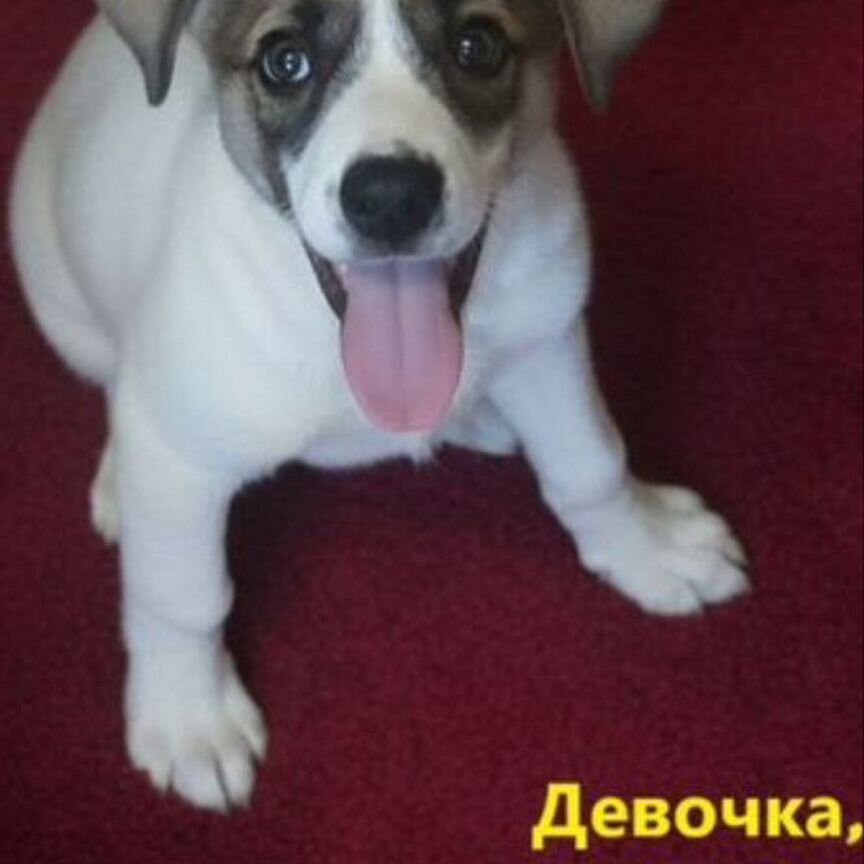 Щенок в добрые руки