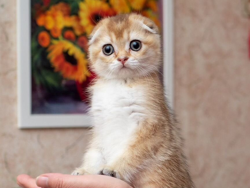 Шотландская вислоухая кошка
