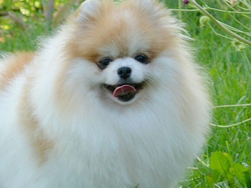 Померанский шпиц