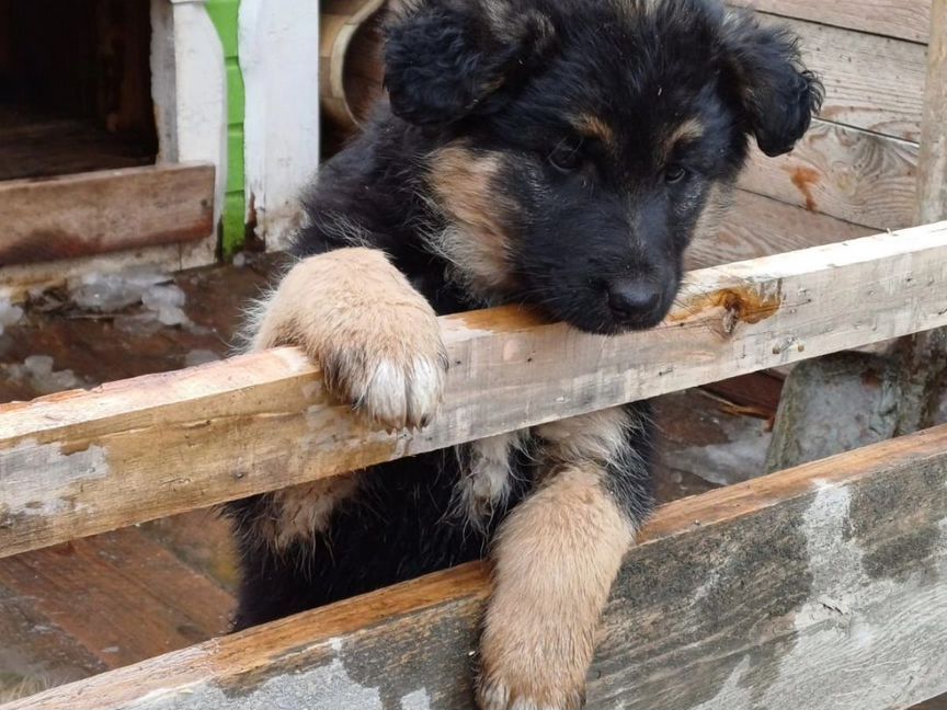 Собачки в добрые руки