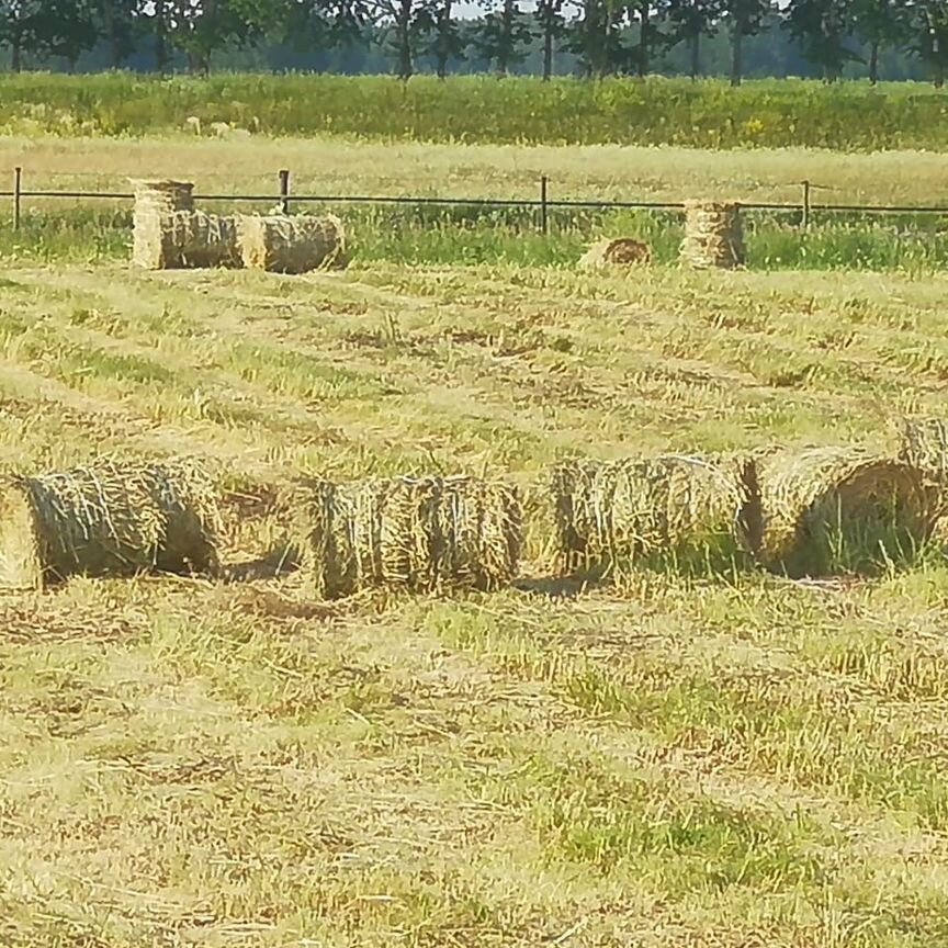 Сено луговое в рулонах с доставкой