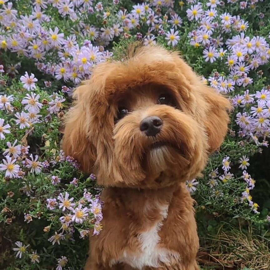 Мальтипу щенок мальчик