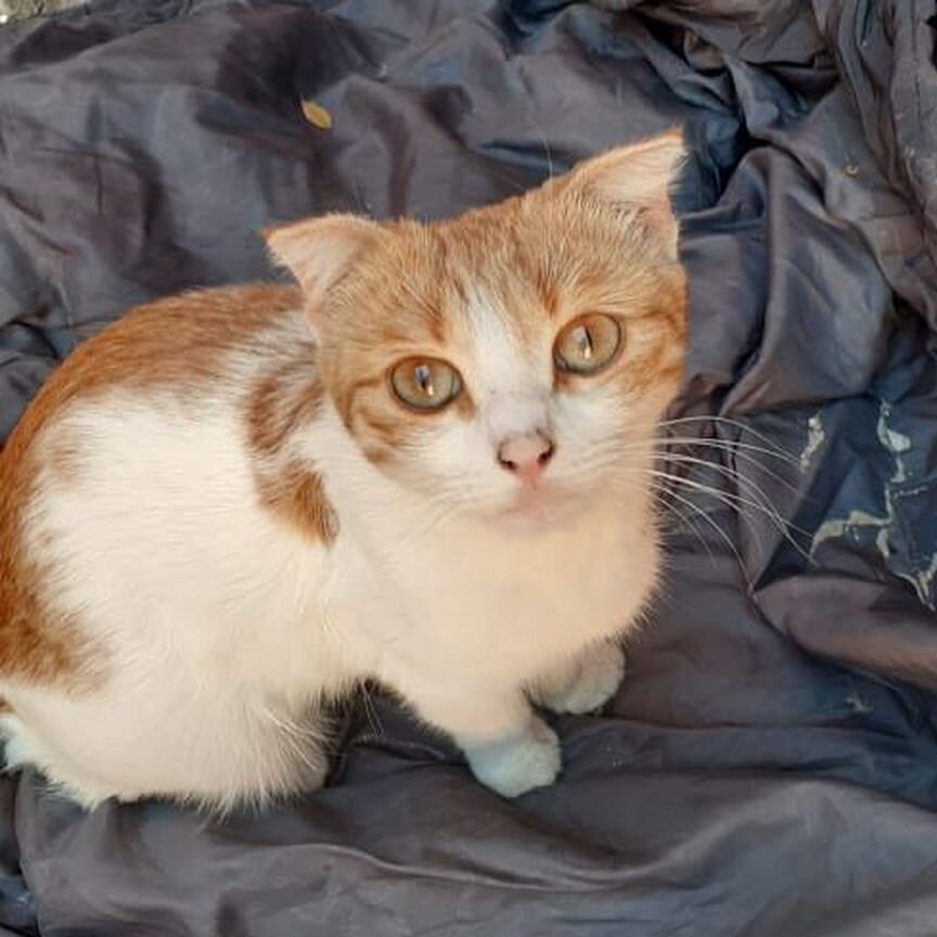 Кошка Маша в добрые руки