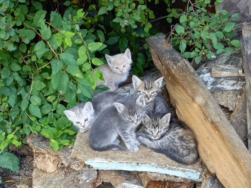 Котята в добрые руки