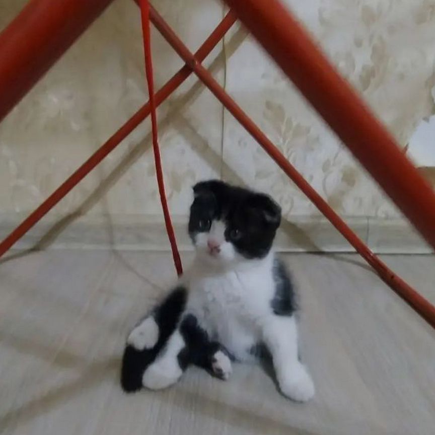 Шотландский вислоухий короткошёрстный котёнок