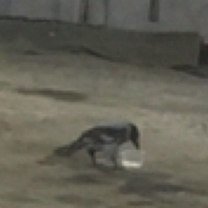 Ворона в добрые руки