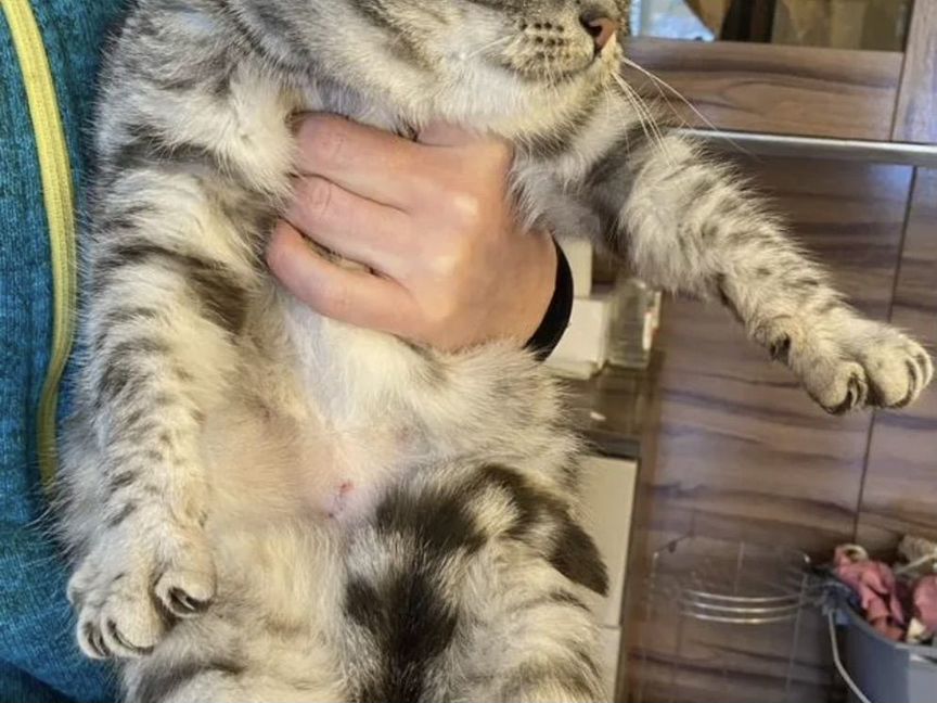 Молодая кошка