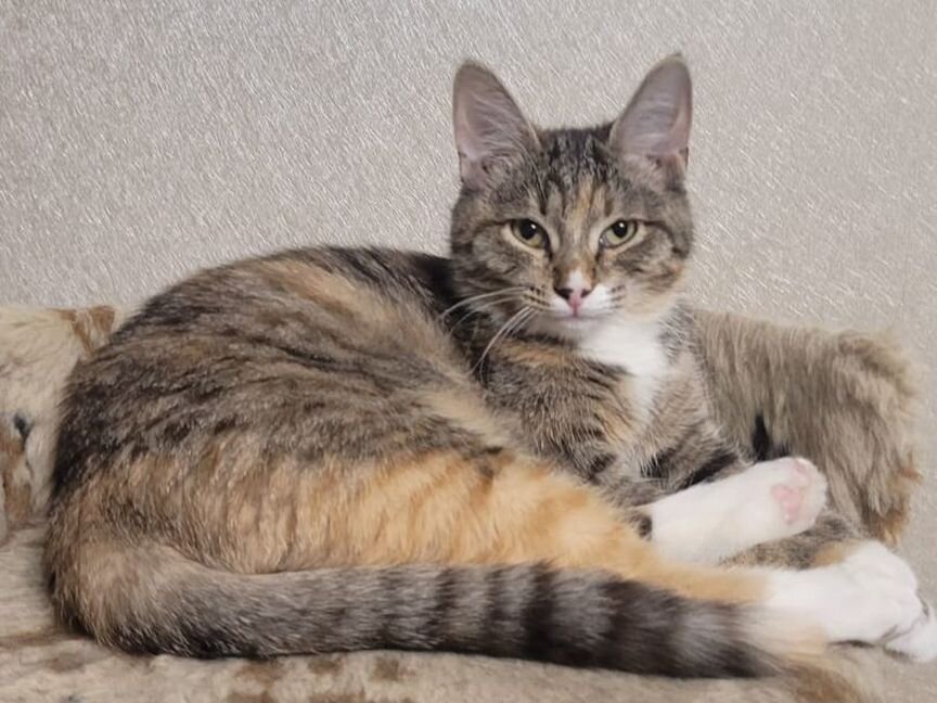 Кассиопея (Кася)