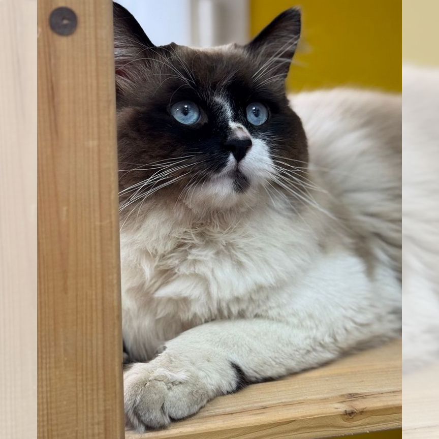 Бирманский, взрослый кот