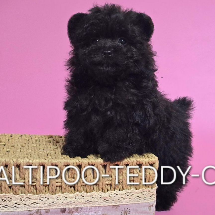 Мальтипу, щенок