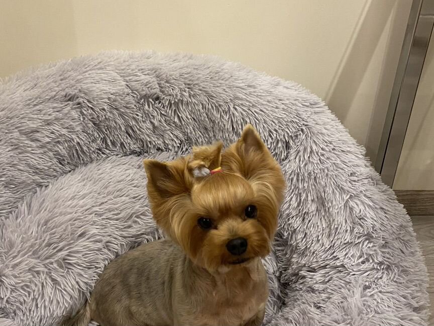 Йоркширский терьер девочка продам