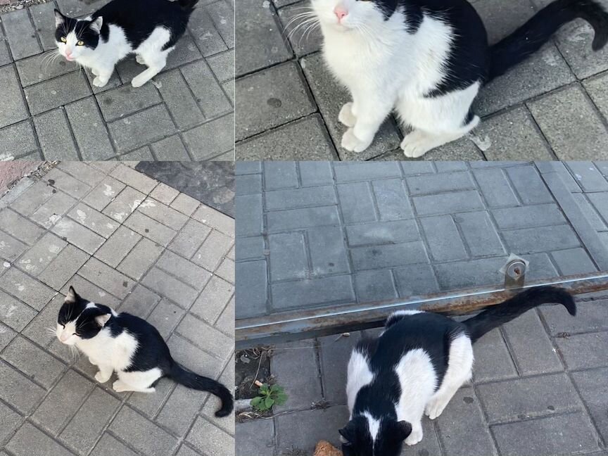 Выкинули молодого котика. Нужен дом