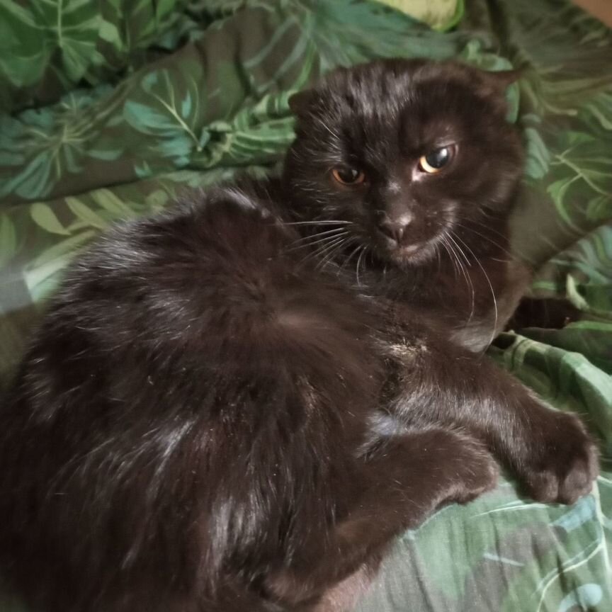 Взрослый кот в добрые руки