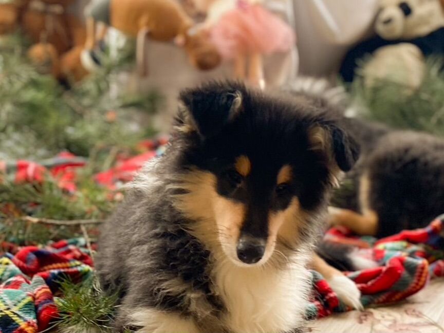 Щенки колли