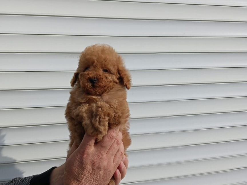 Той-пудель девочка красная