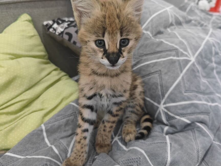 Котята саванна