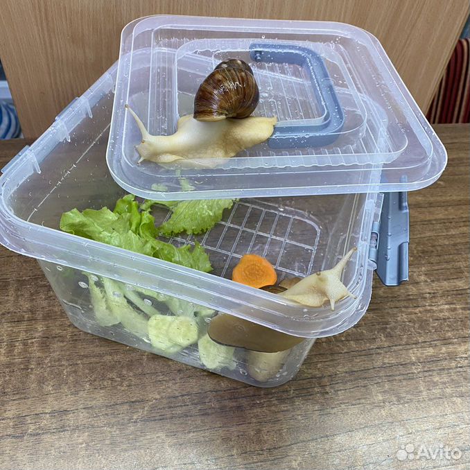 Улитки ахатины