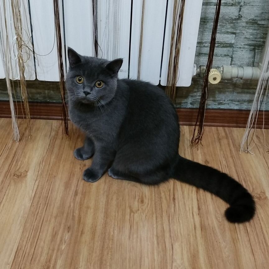 Отдам в добрые руки кота 6 месяцев