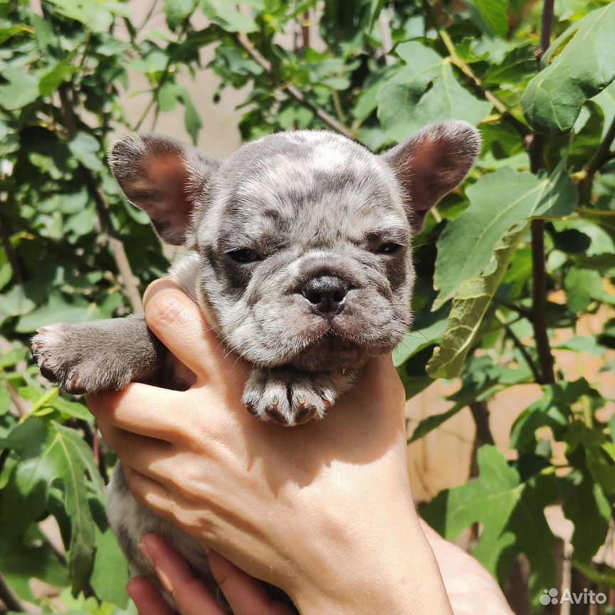 Французский бульдог лиловый