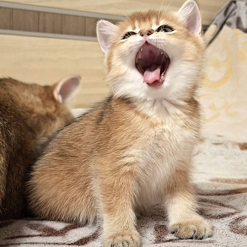 Британский короткошёрстный котёнок