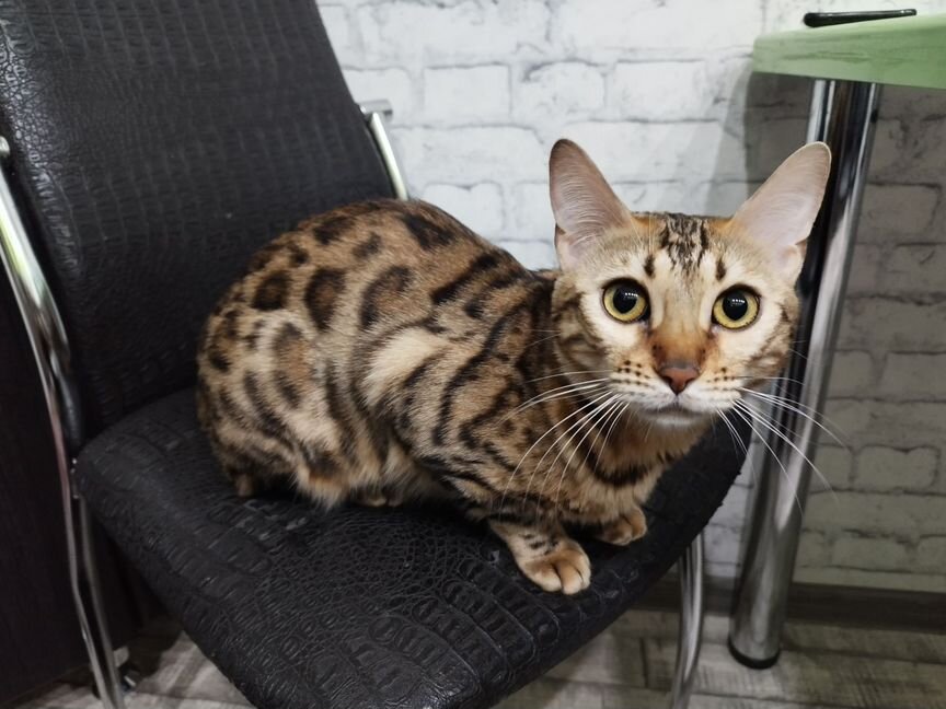 Бенгальская кошка