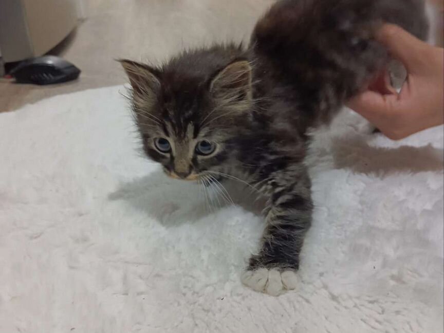 Котята в добрые руки, сибирская кошка,бронь