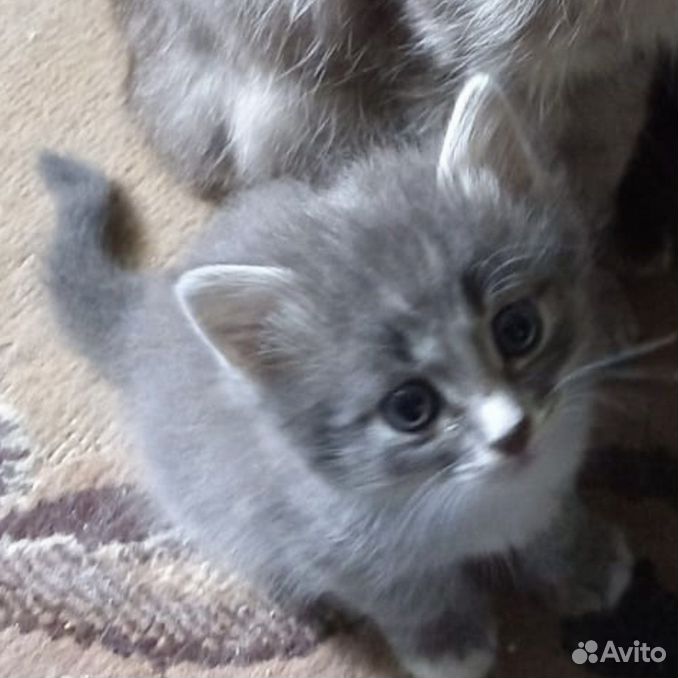 Котята 1 мес окраса Вискас