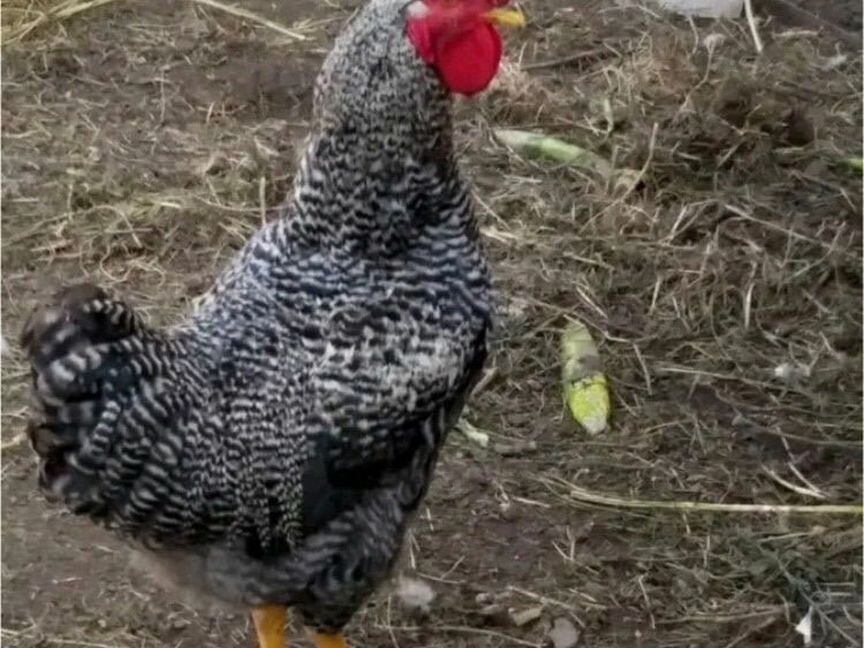 Куры петухи