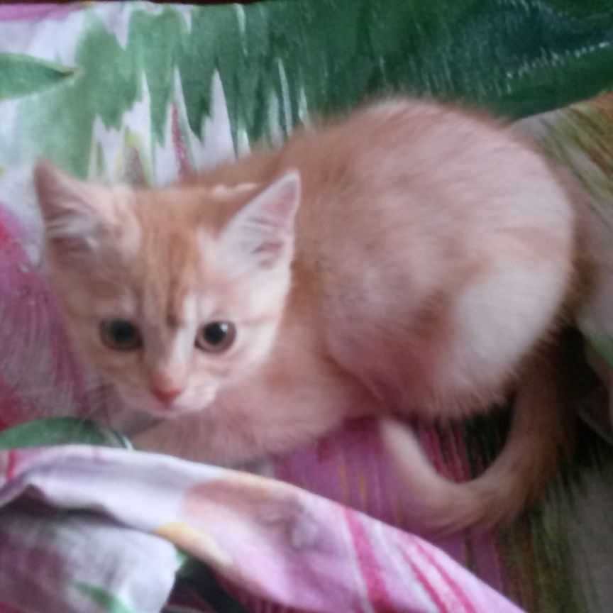 Котёнок в добрые руки