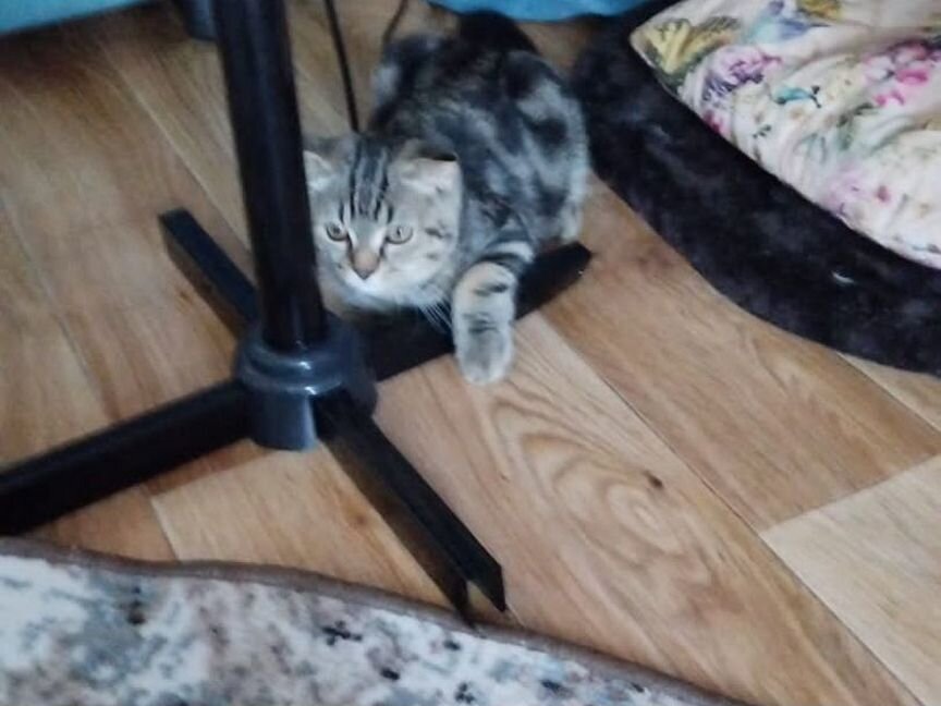 Вислоухий мраморный котенок