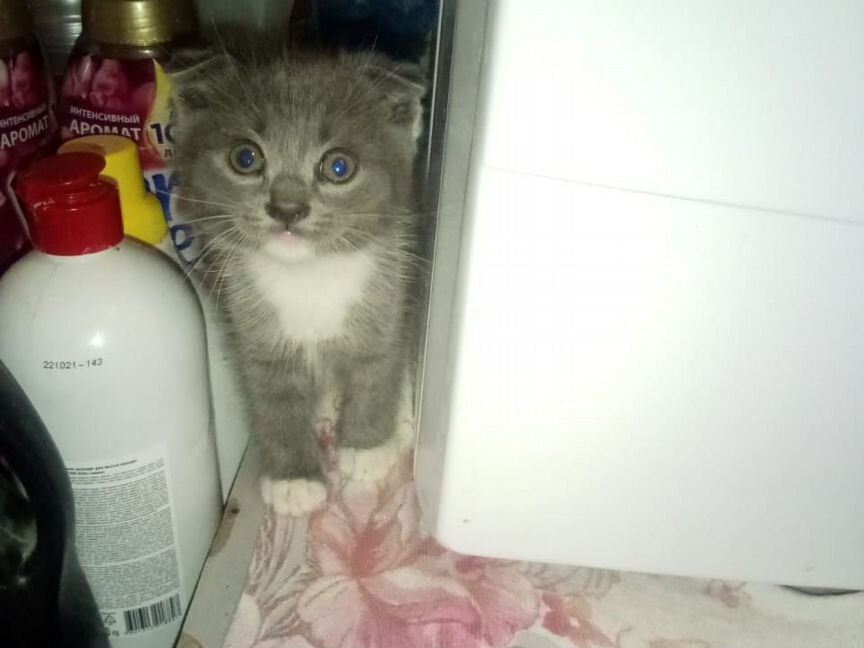 Котята вислоухие метисы