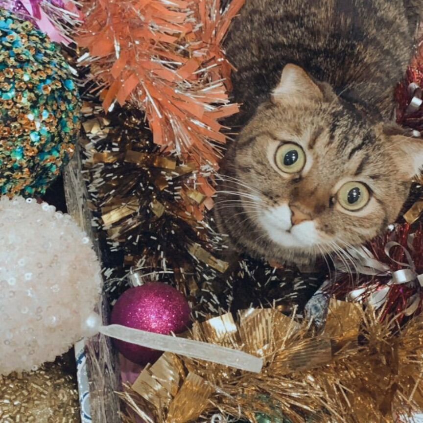 Кошка беслоухая