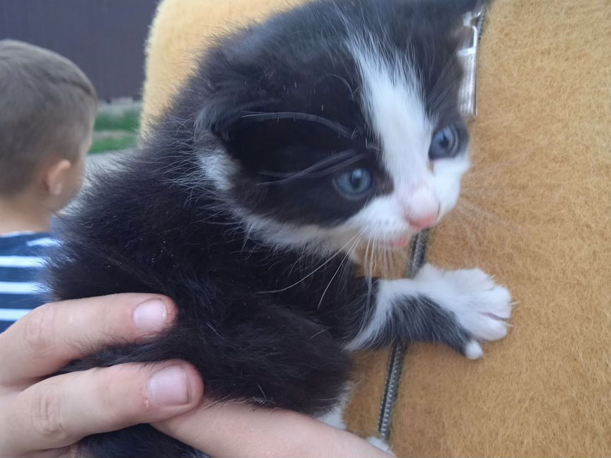 Кошка в дар бесплатно