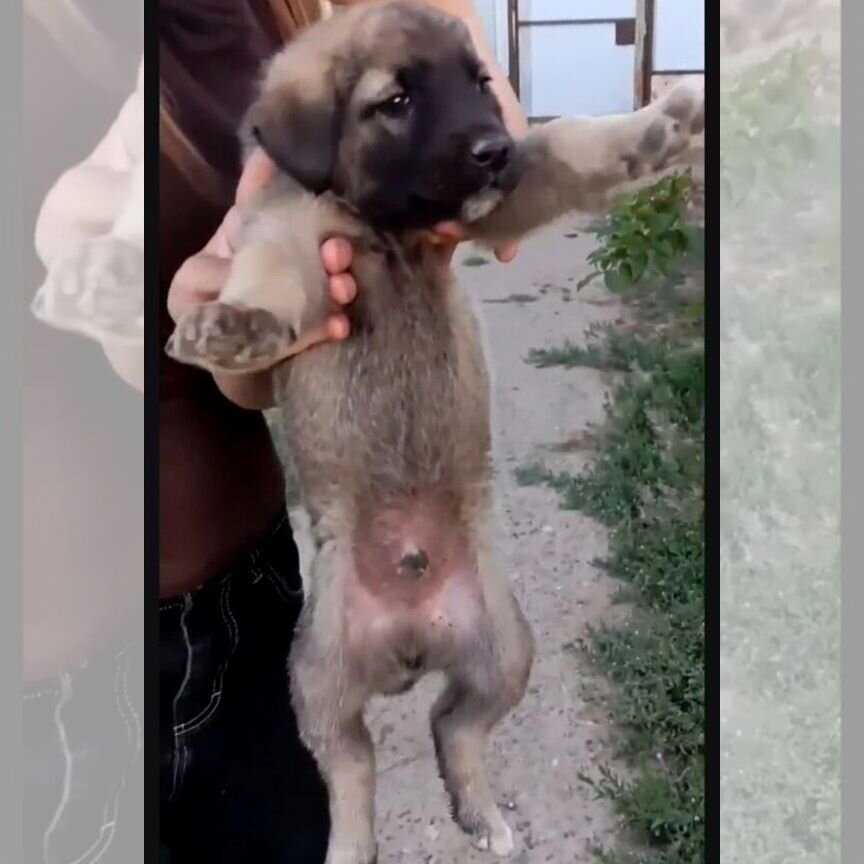 Щенок в добрые руки