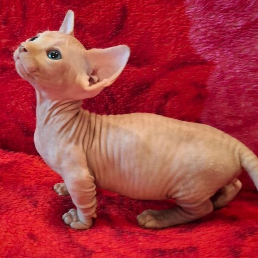 Канадский сфинкс бамбино