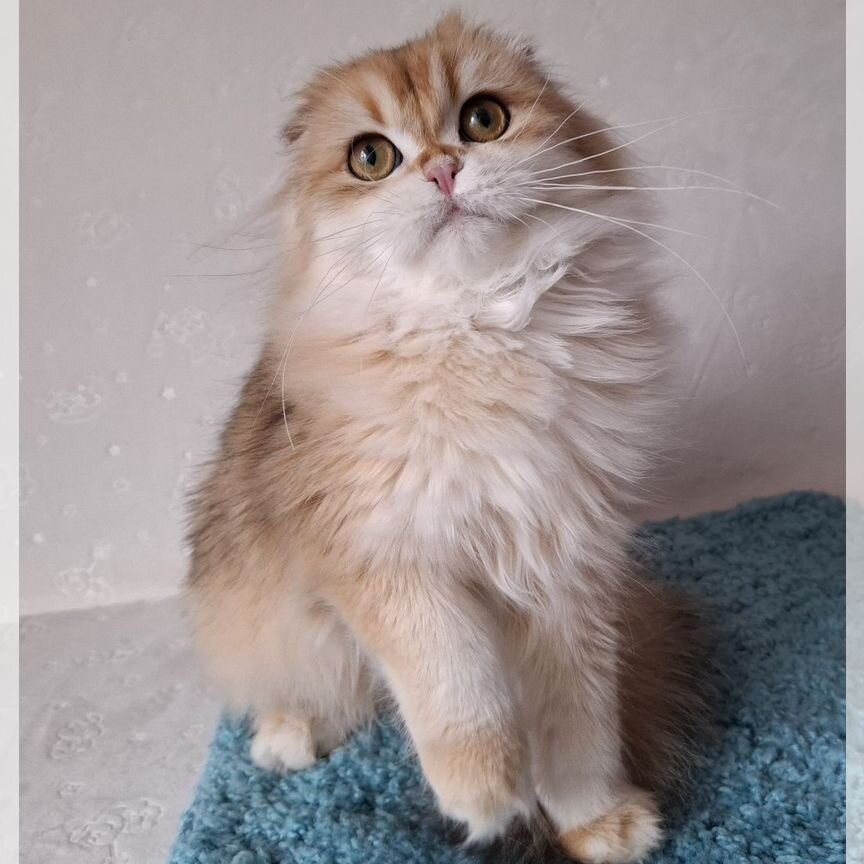 Красивый шотландский мальчик