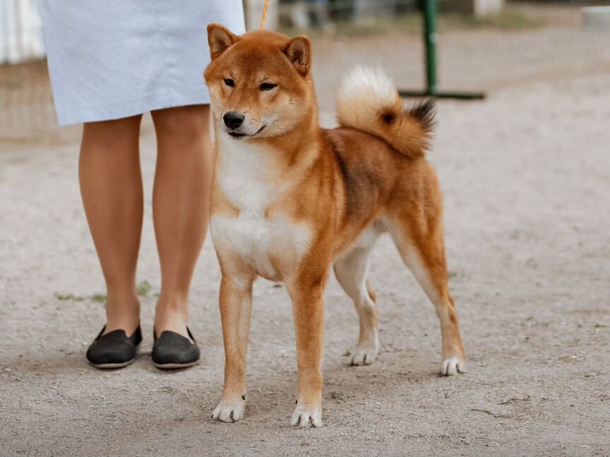 Сиба ину вязка интерчемпион