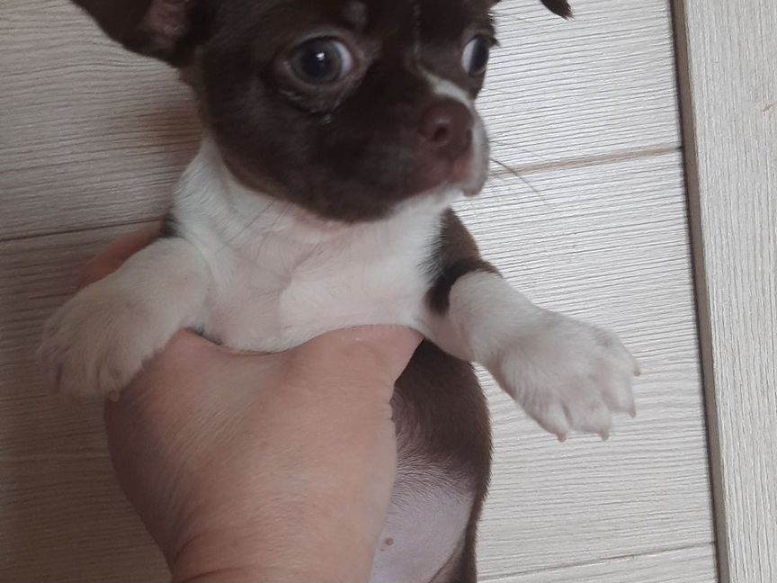 Щенки чихуахуа девочки