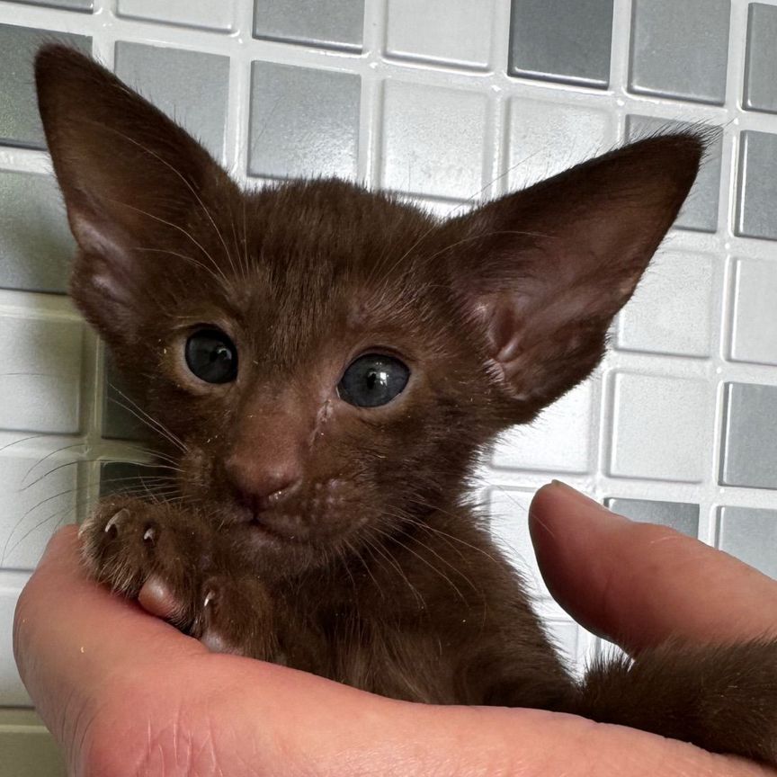 Ориентальный котёнок