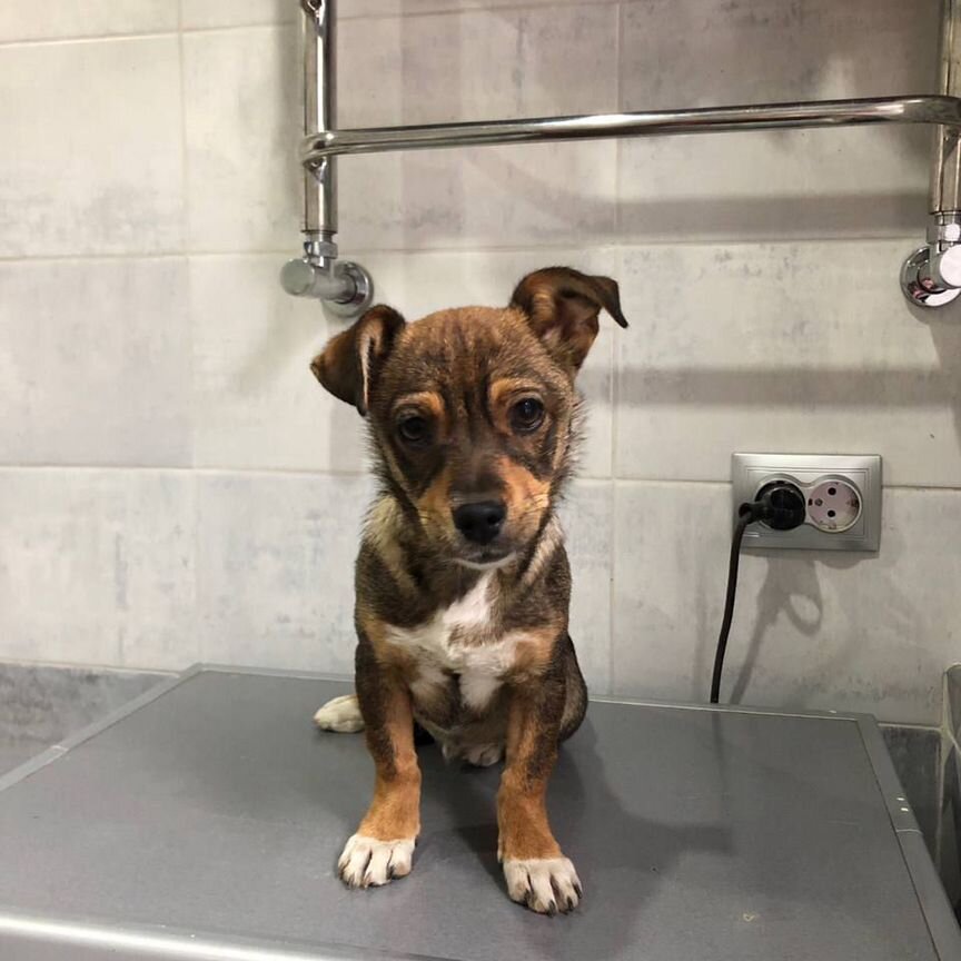 Горошек маленькая собачка из приюта