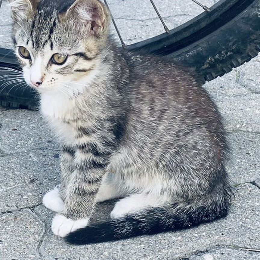 Котенок 2 месяца в дар в добрые и заботливые руки