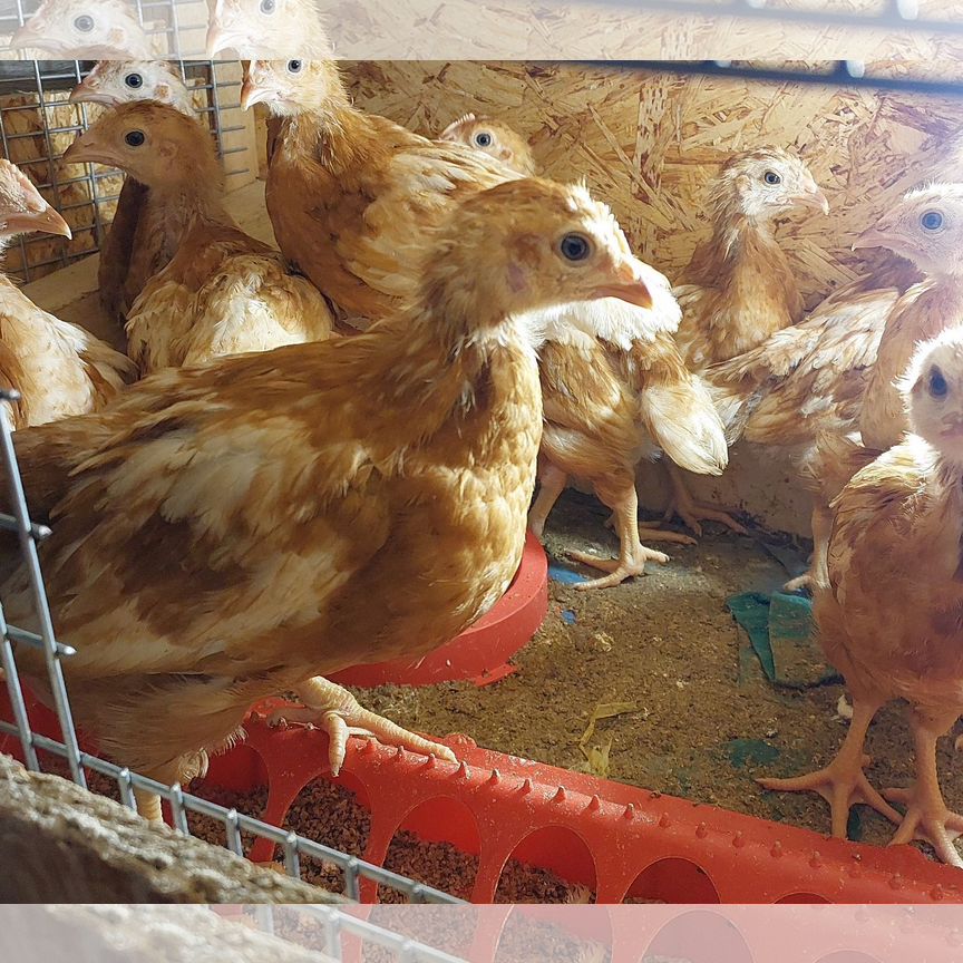 Цыплята родонит месяц исполнилось 20.04