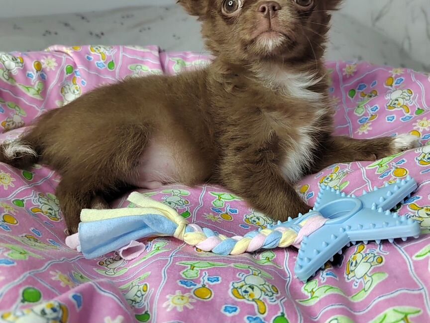 Шоколадное чудо малыш чихуахуа